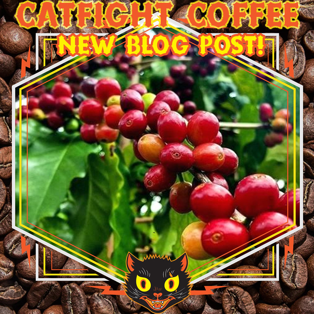 Understanding coffee Varietals. – Catfight Coffee